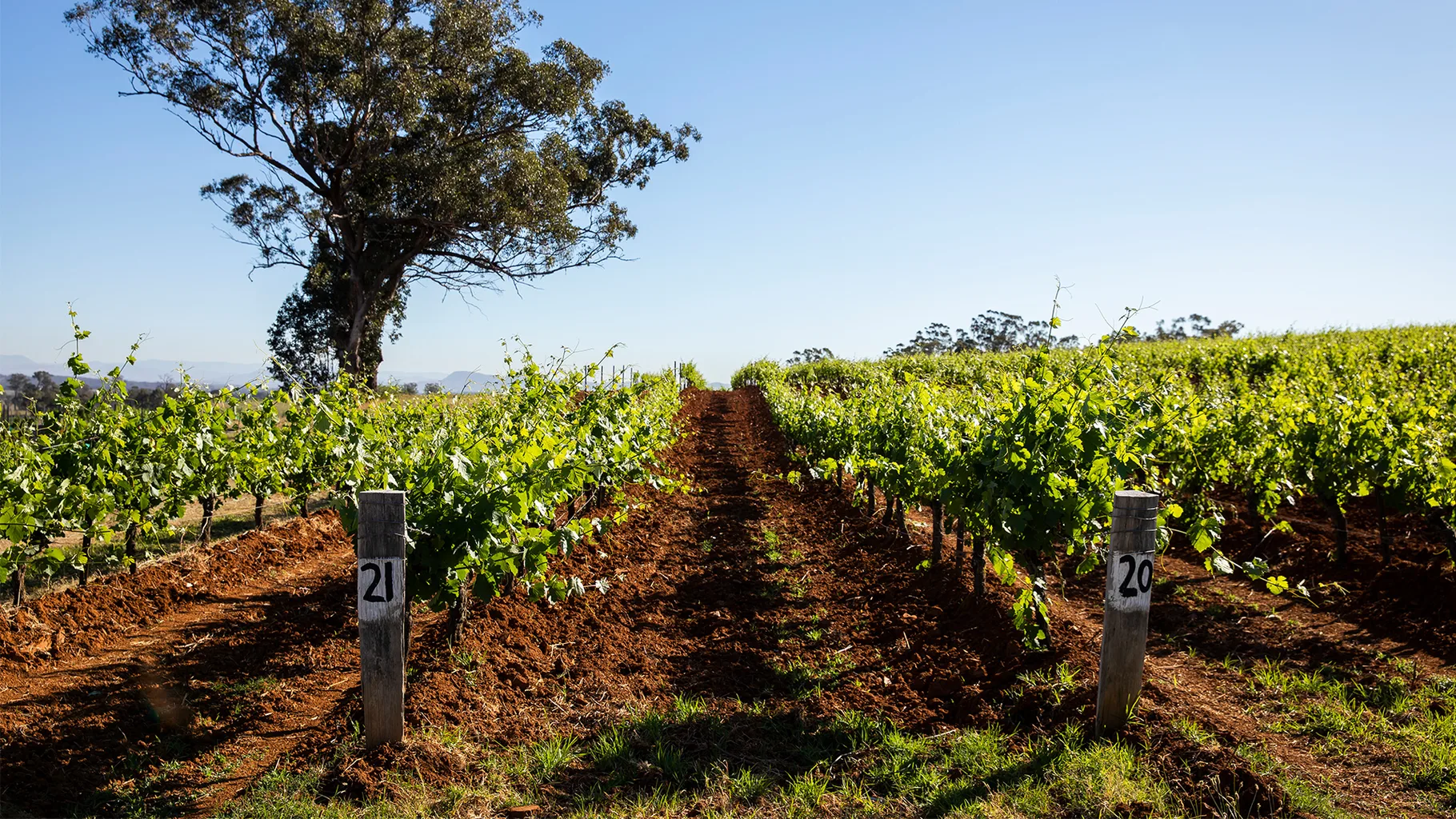 The best Hunter Valley wineries and cellar doors to visit in 2025 ...