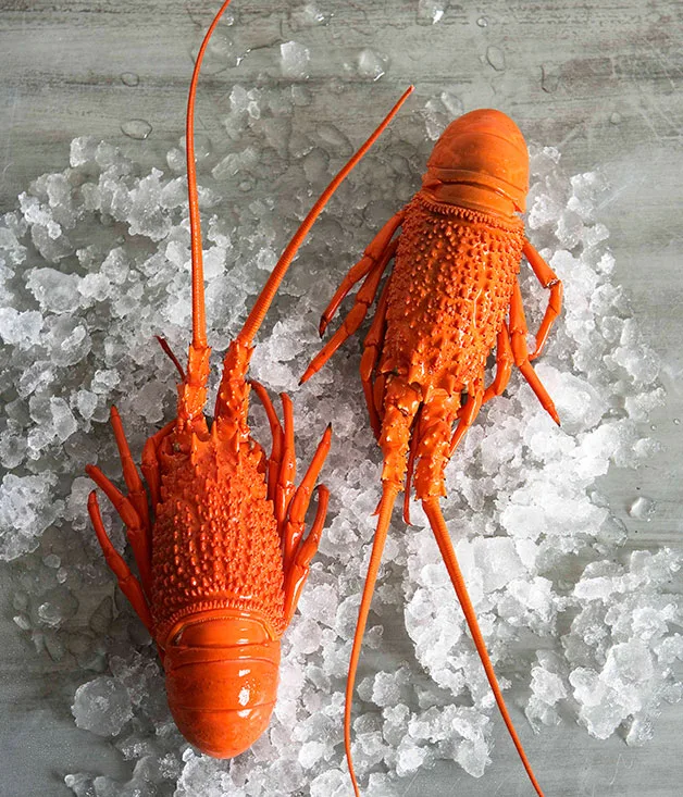 How to prepare fresh lobster | Gourmet Traveller recipe