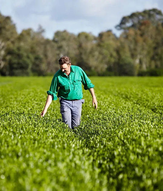 Two Rivers Green Tea | Food News | Gourmet Traveller