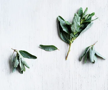 What is saltbush? | Gourmet Traveller