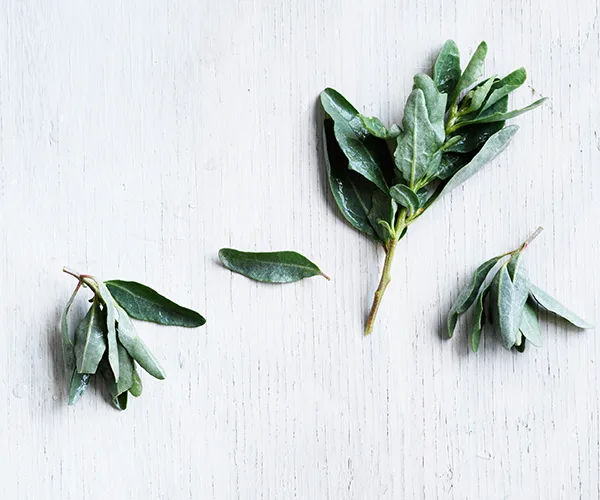 What is saltbush? | Gourmet Traveller