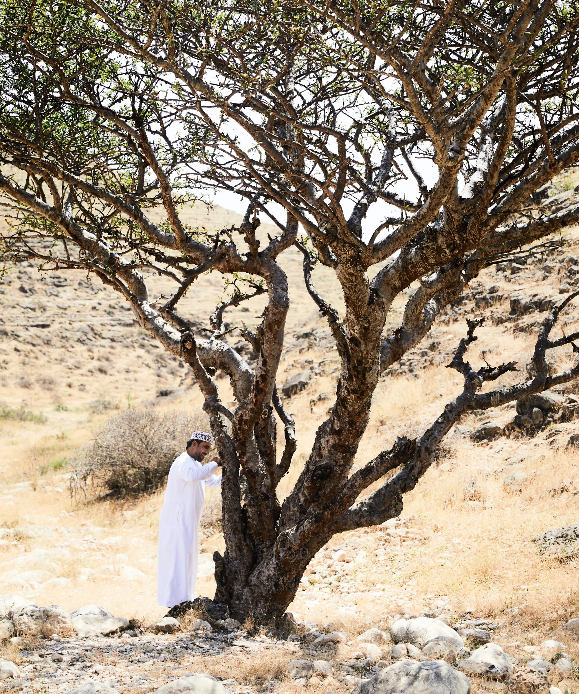 The frankincense trails of Oman | Gourmet Traveller