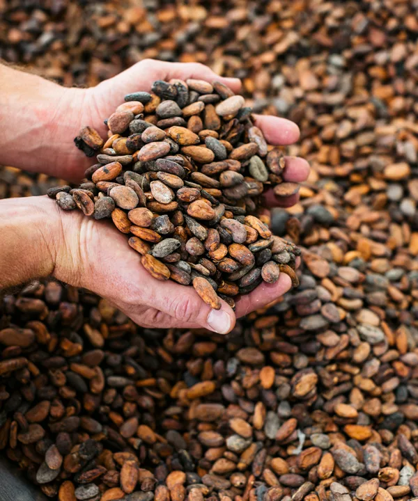 Haigh's Chocolate Factory: A Behind the Scenes Look