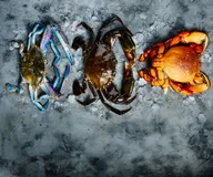 Different Types of Crustaceans Explained