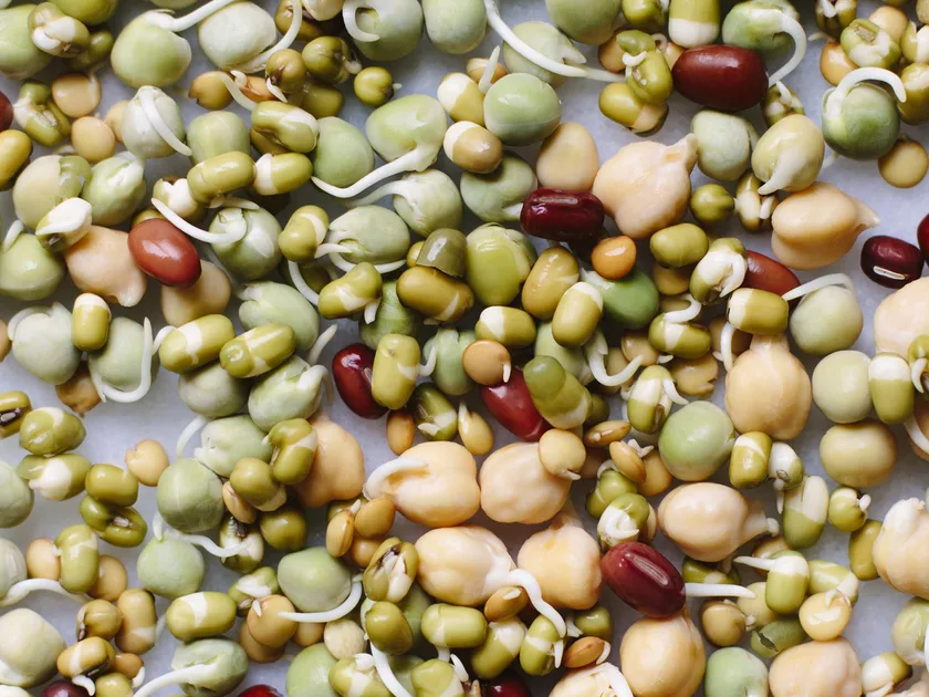How to sprout legumes and grains at home