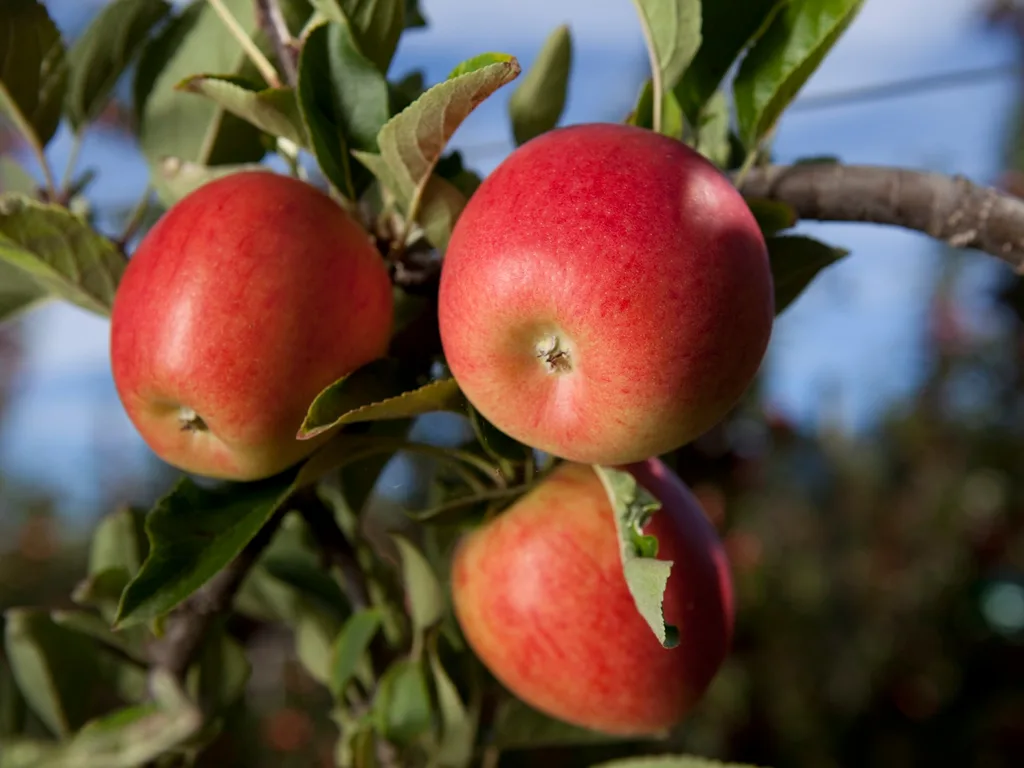 Introducing sensational Jazz apples