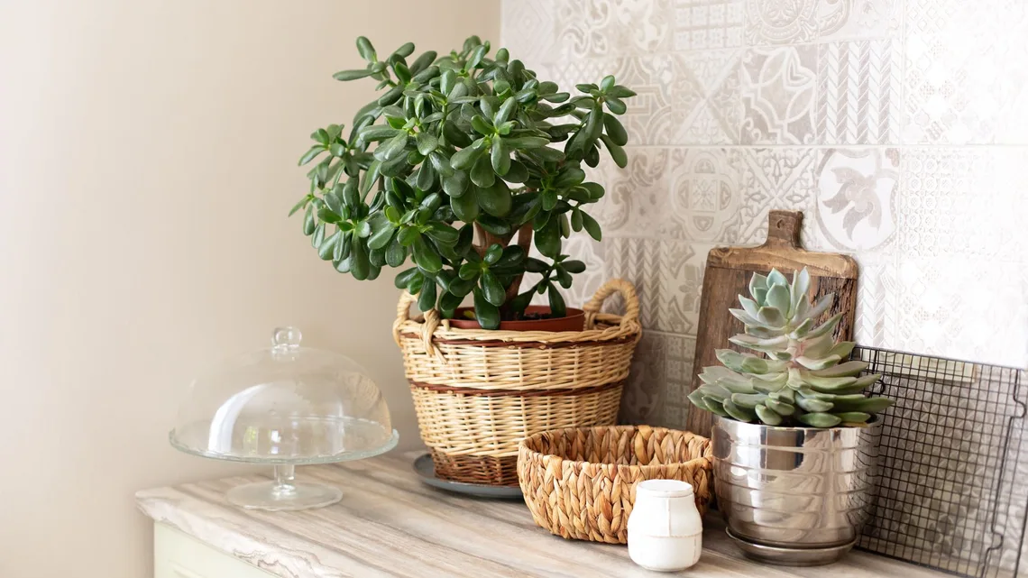 Jade plants: How to care and are they really lucky?