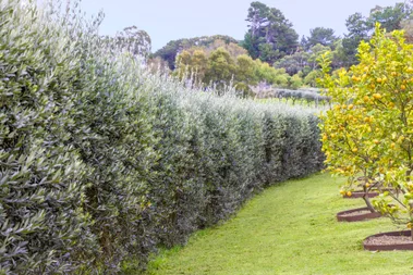 Step by Step: How to Grow the Best Olive Trees