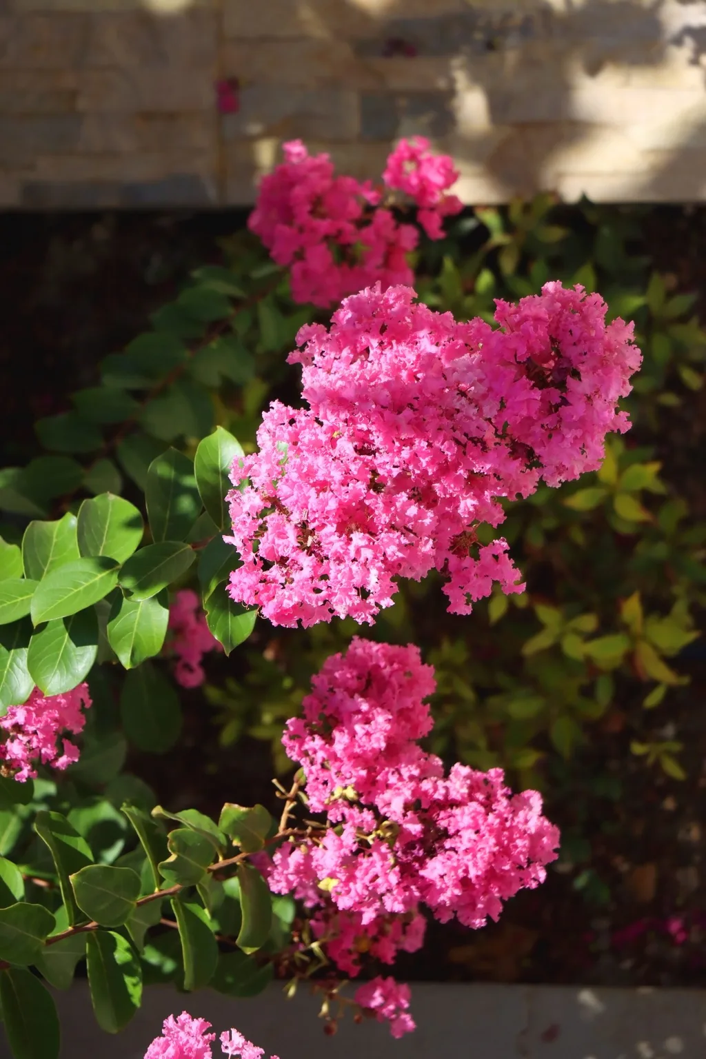 Small trees that have a big impact in the garden - Better Homes ...