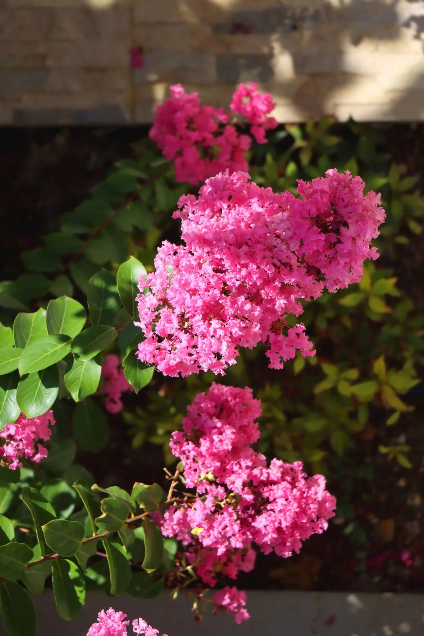 Small trees that have a big impact in the garden - Better Homes ...