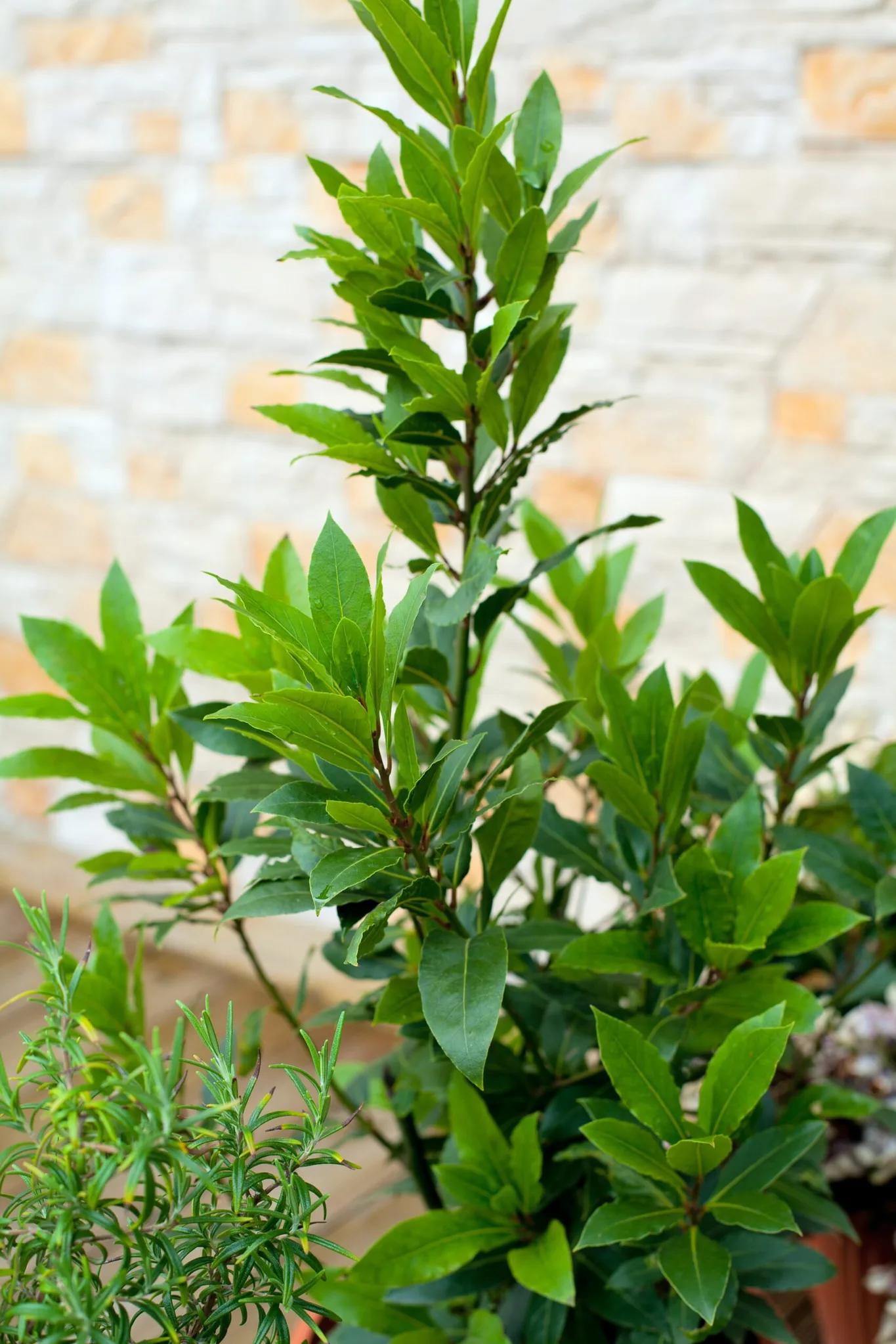 Small trees that have a big impact in the garden - Better Homes ...