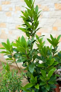 Small trees that have a big impact in the garden - Better Homes ...