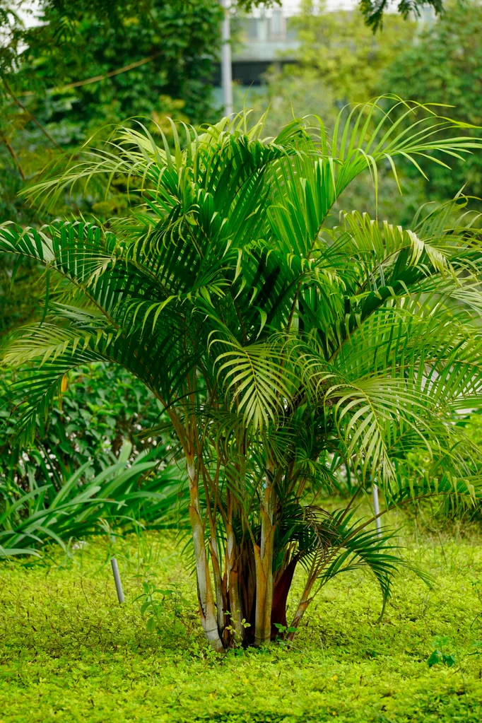 Small trees that have a big impact in the garden - Better Homes ...