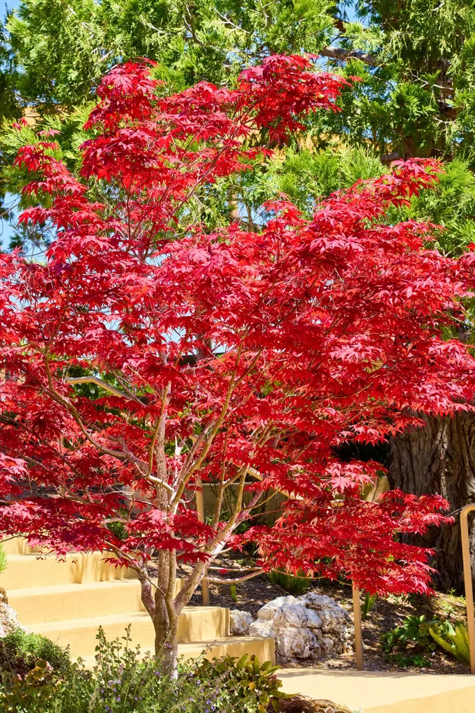 Small trees that have a big impact in the garden - Better Homes ...