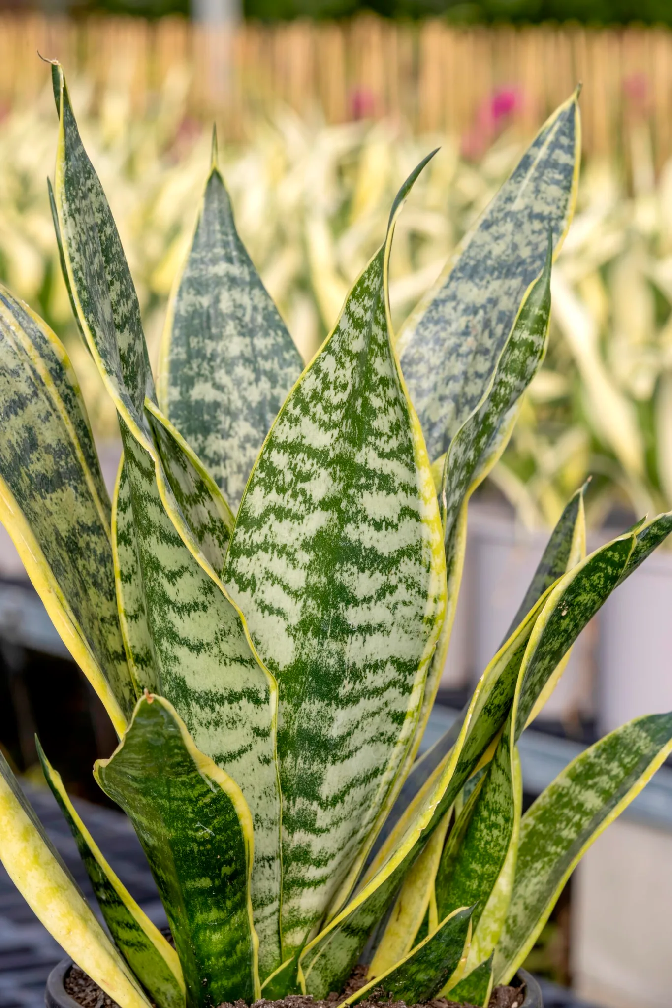 Snake plant: How to care for mother-in-law's tongue