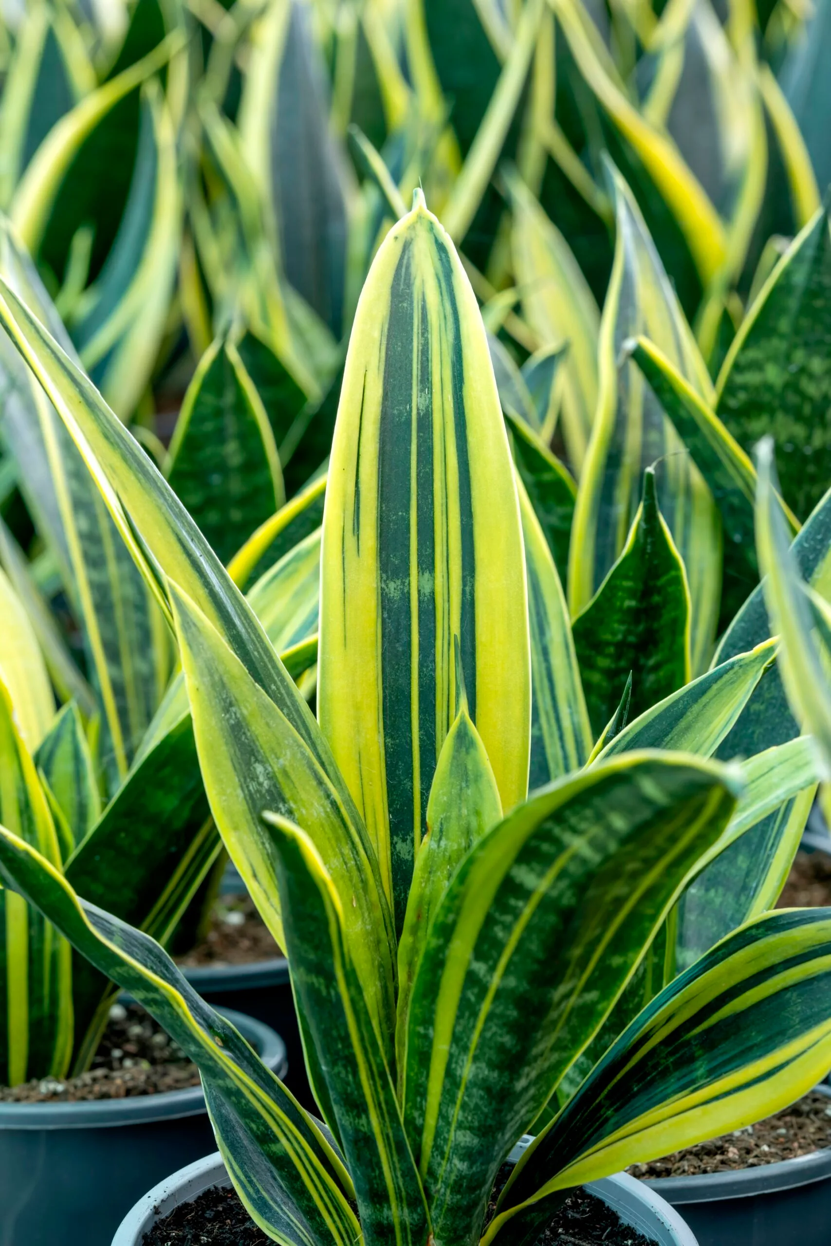 Snake plant: How to care for mother-in-law's tongue