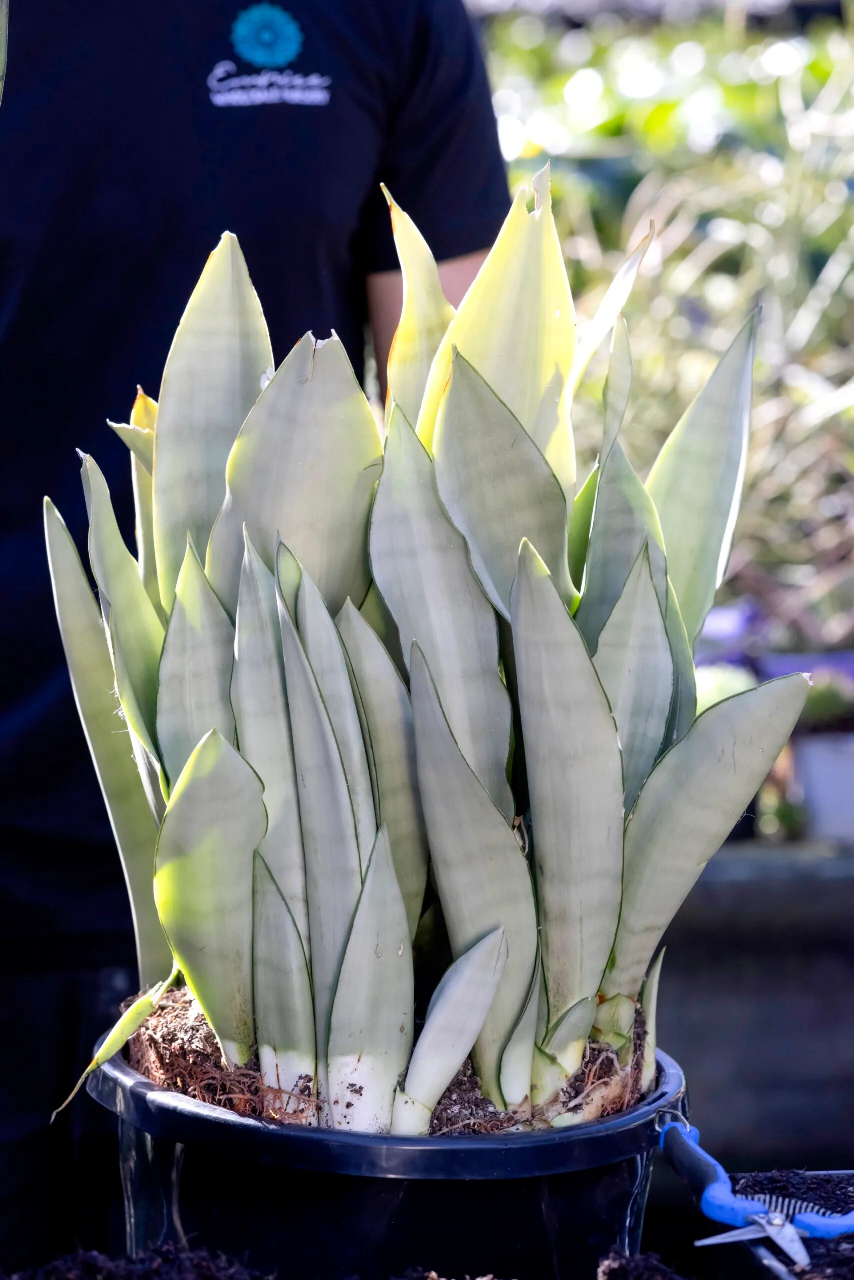 Snake plant: How to care for mother-in-law's tongue