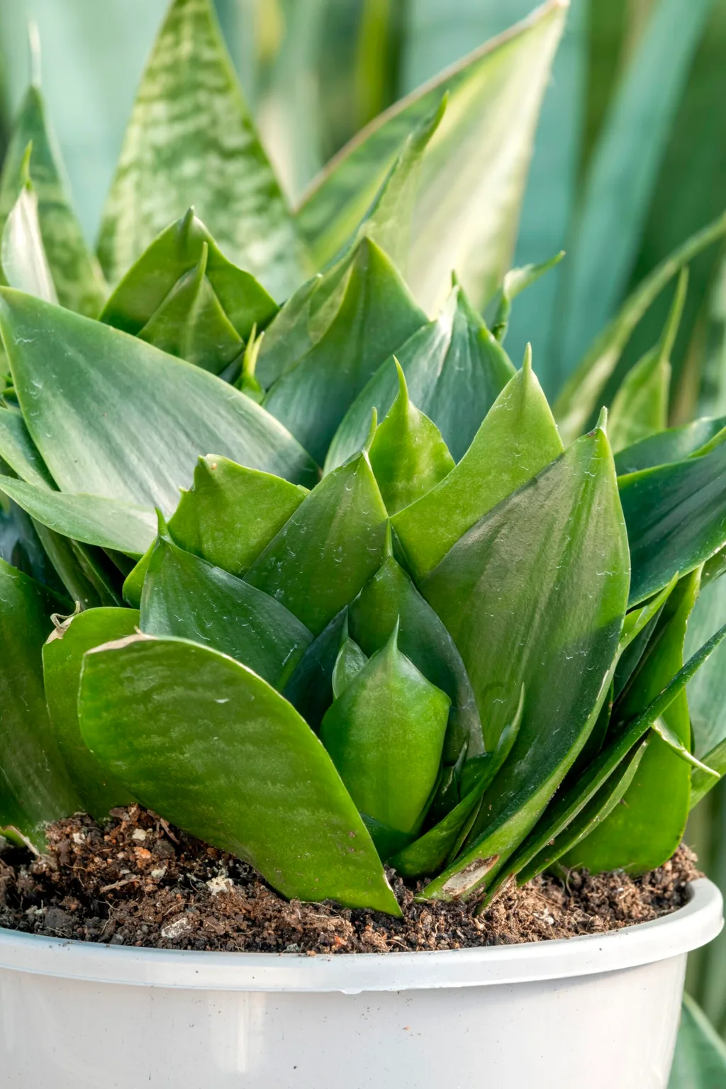Snake plant: How to care for mother-in-law's tongue