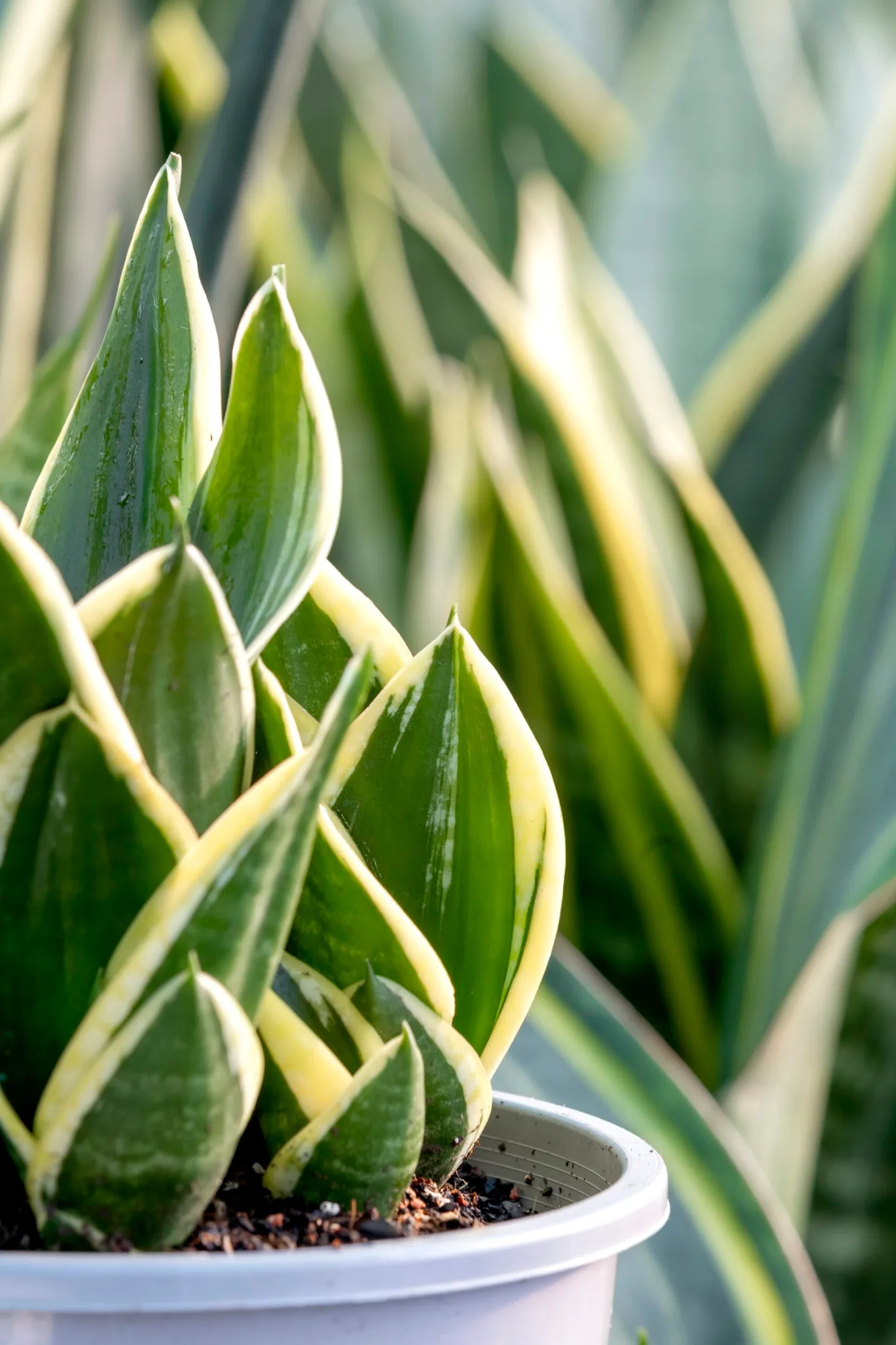 Snake plant: How to care for mother-in-law's tongue