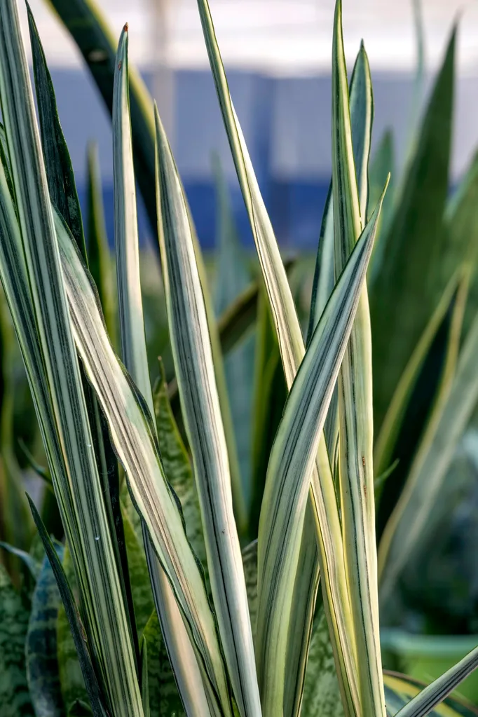 Snake plant: How to care for mother-in-law's tongue