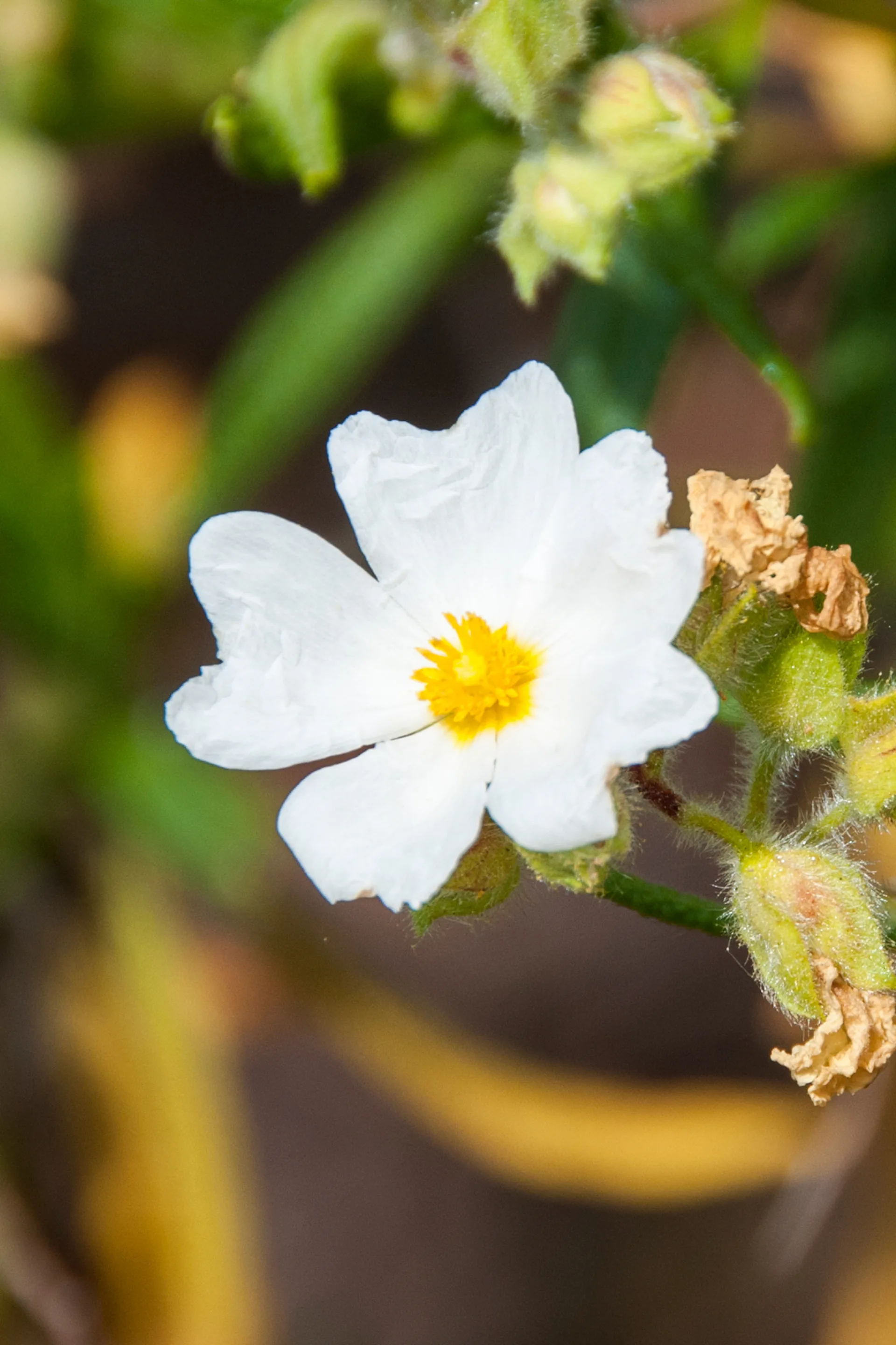 Anzac day flower meanings and history explained