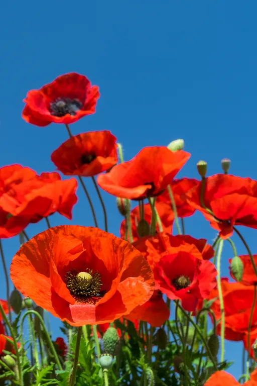 Anzac day flower meanings and history explained