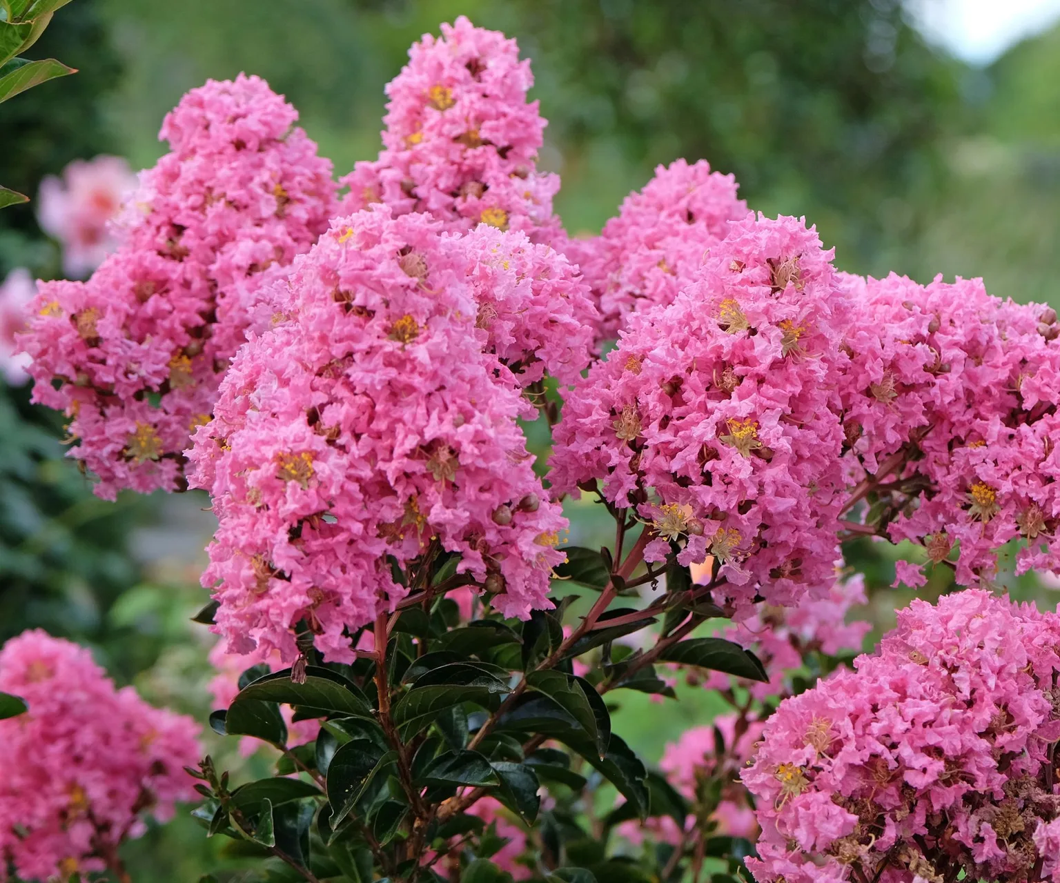 Crepe myrtles: how to grow and care for the summer flower