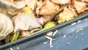 How to kill maggots | Better Homes & Gardens Australia