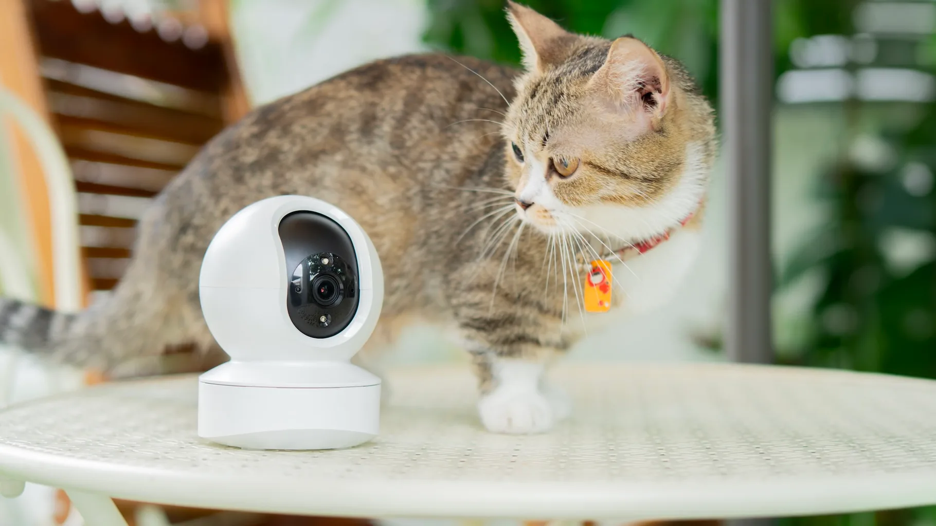 7 Best Pet Cameras In Australia 2026 | Better Homes & Gardens Australia
