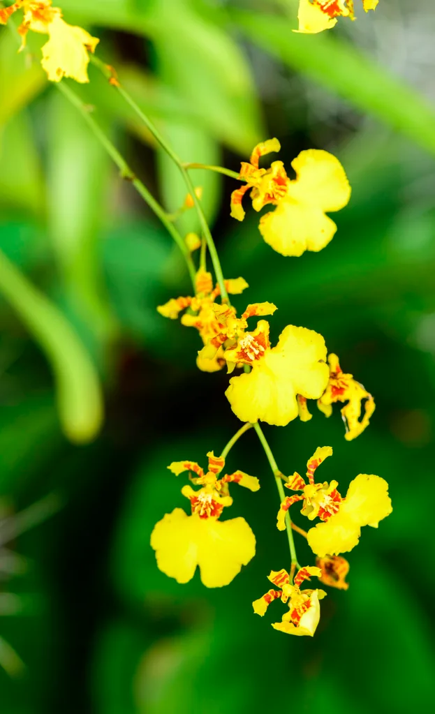 How to look after and care for your orchids