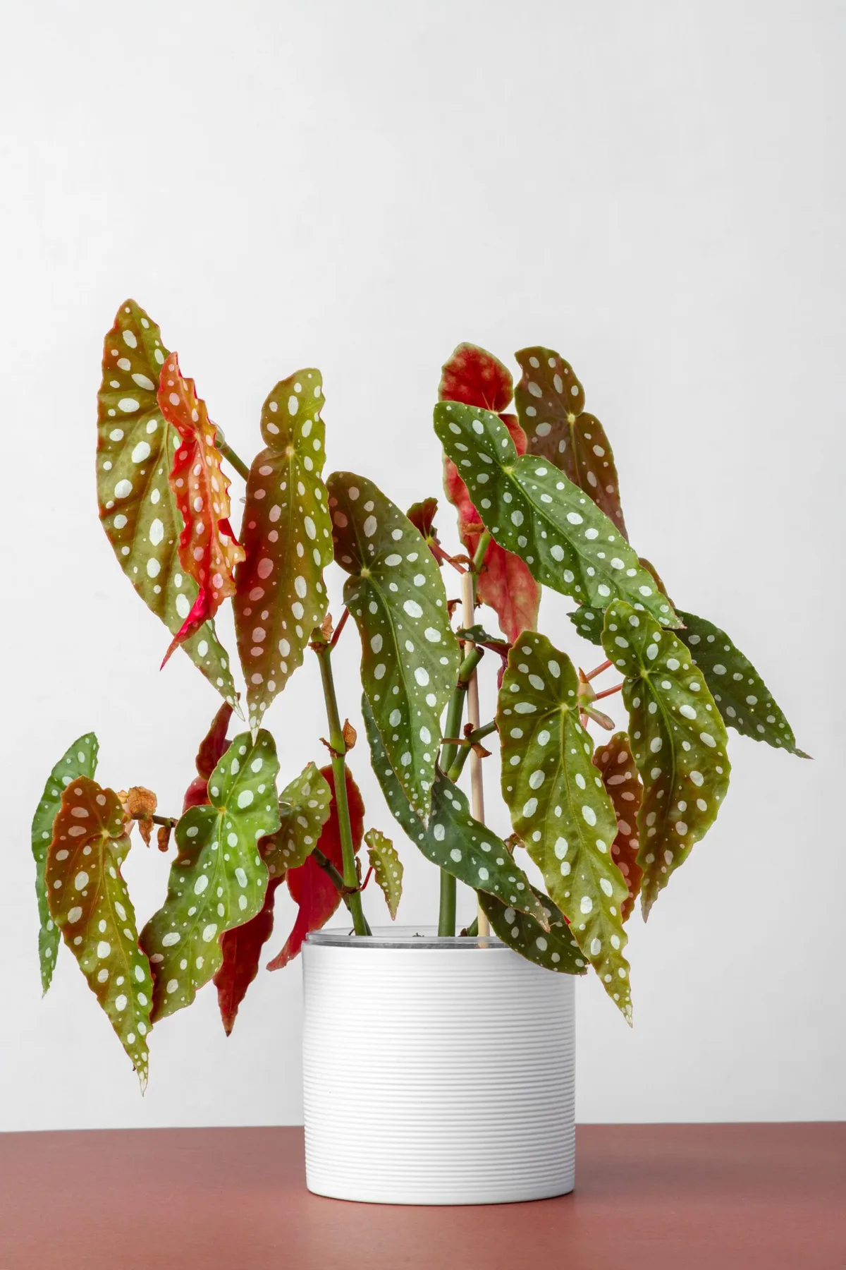 Begonia varieties: How to grow and care for them | Better Homes and Gardens