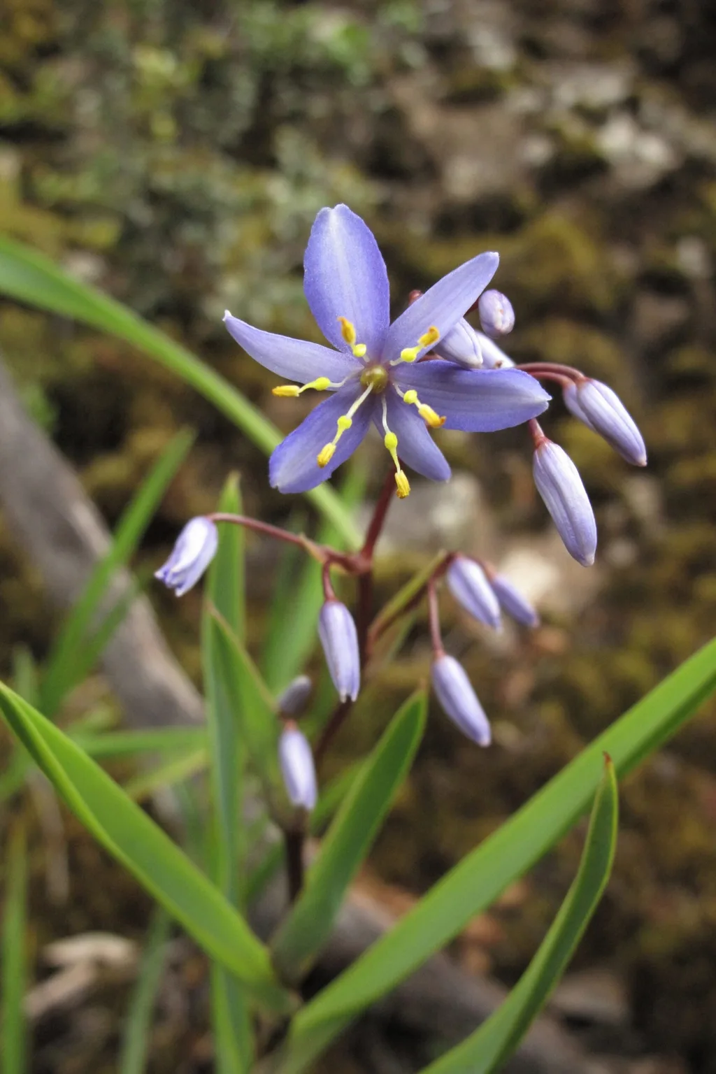 The best native alternatives to agapanthus