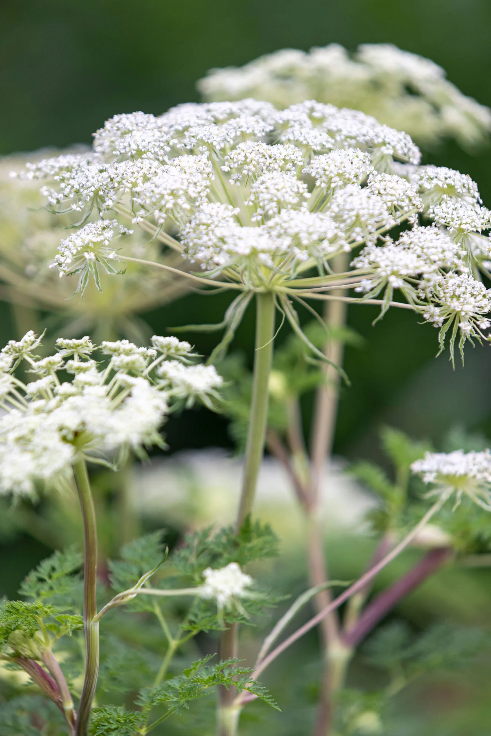 Tips for creating your own garden of St Erth | Better Homes & Gardens ...