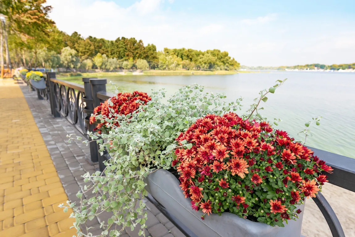 7 of the best cascading plants for your home | Better Homes & Gardens ...