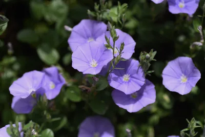 7 of the best cascading plants for your home | Better Homes and Gardens