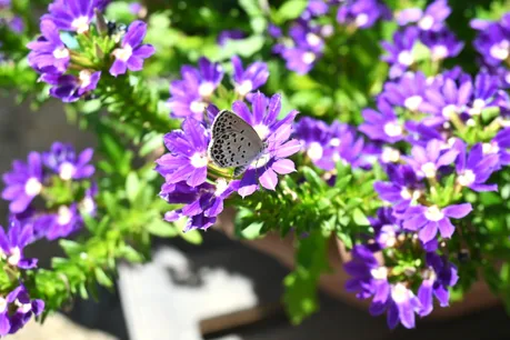 7 of the best cascading plants for your home | Better Homes & Gardens ...