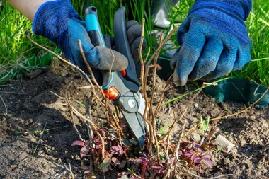 How to save a dying or dead plant | Better Homes & Gardens Australia