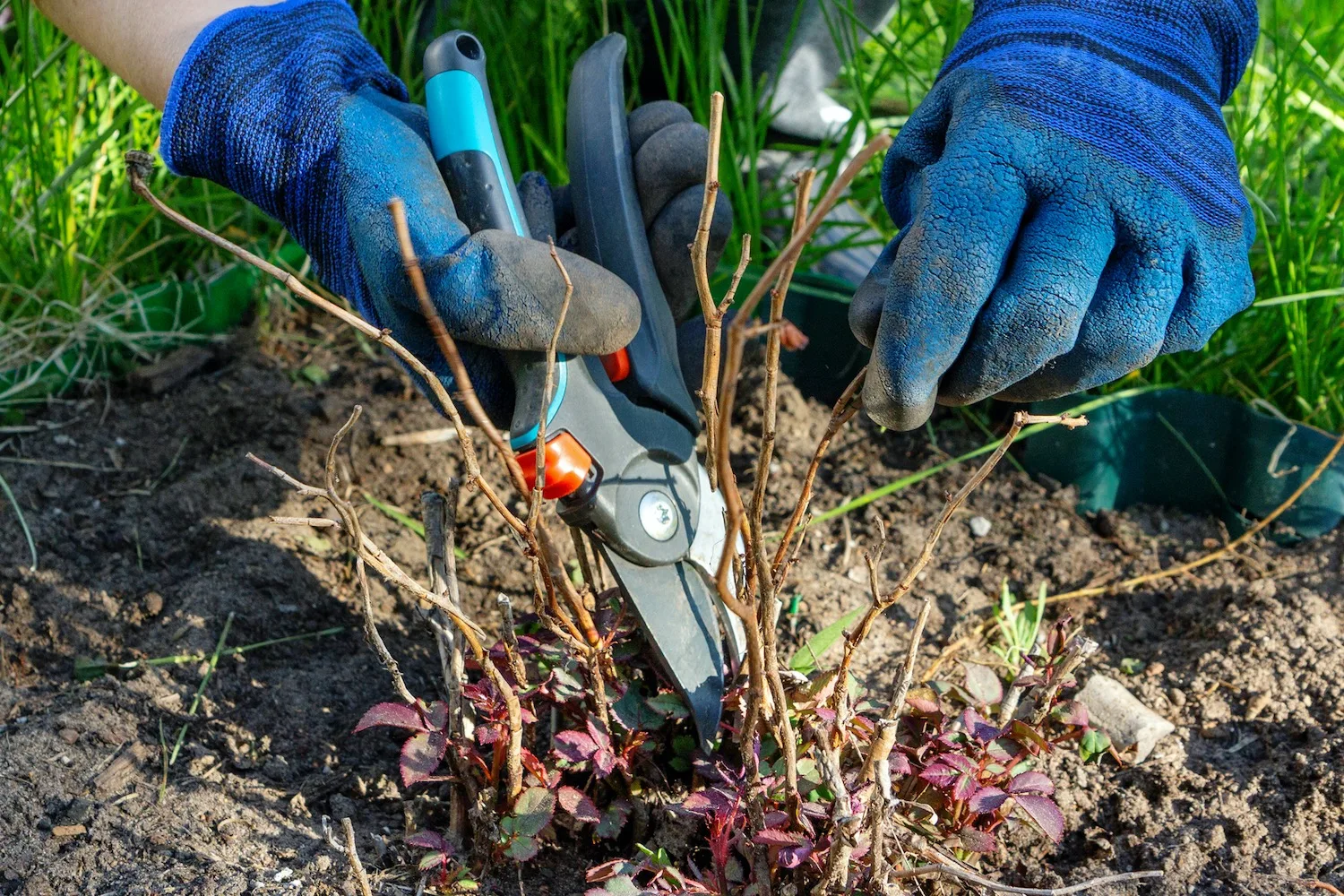 How to save a dying or dead plant | Better Homes & Gardens Australia