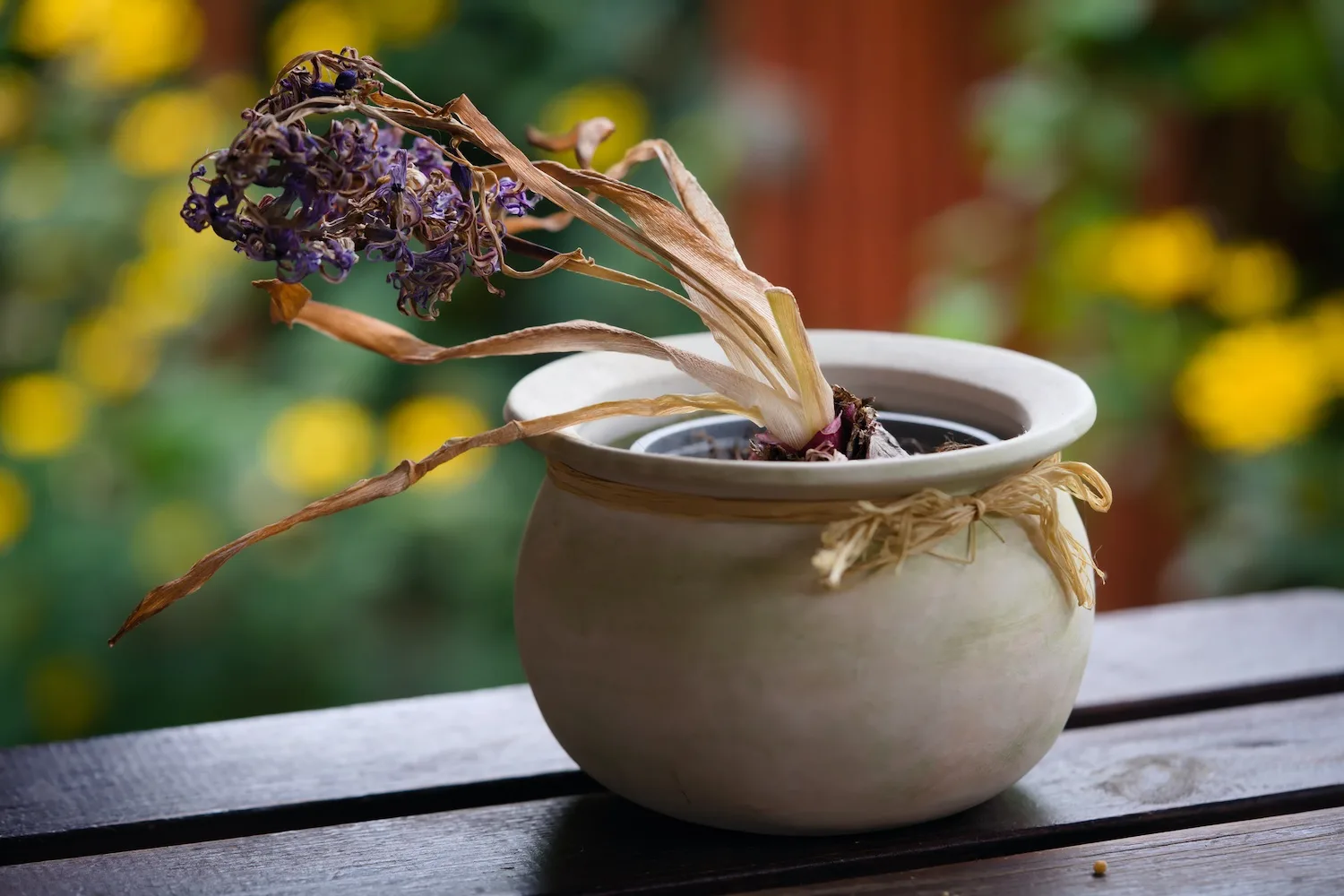 How to save a dying or dead plant | Better Homes & Gardens Australia