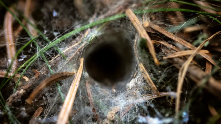 Simple tip to identify a funnel-web spider