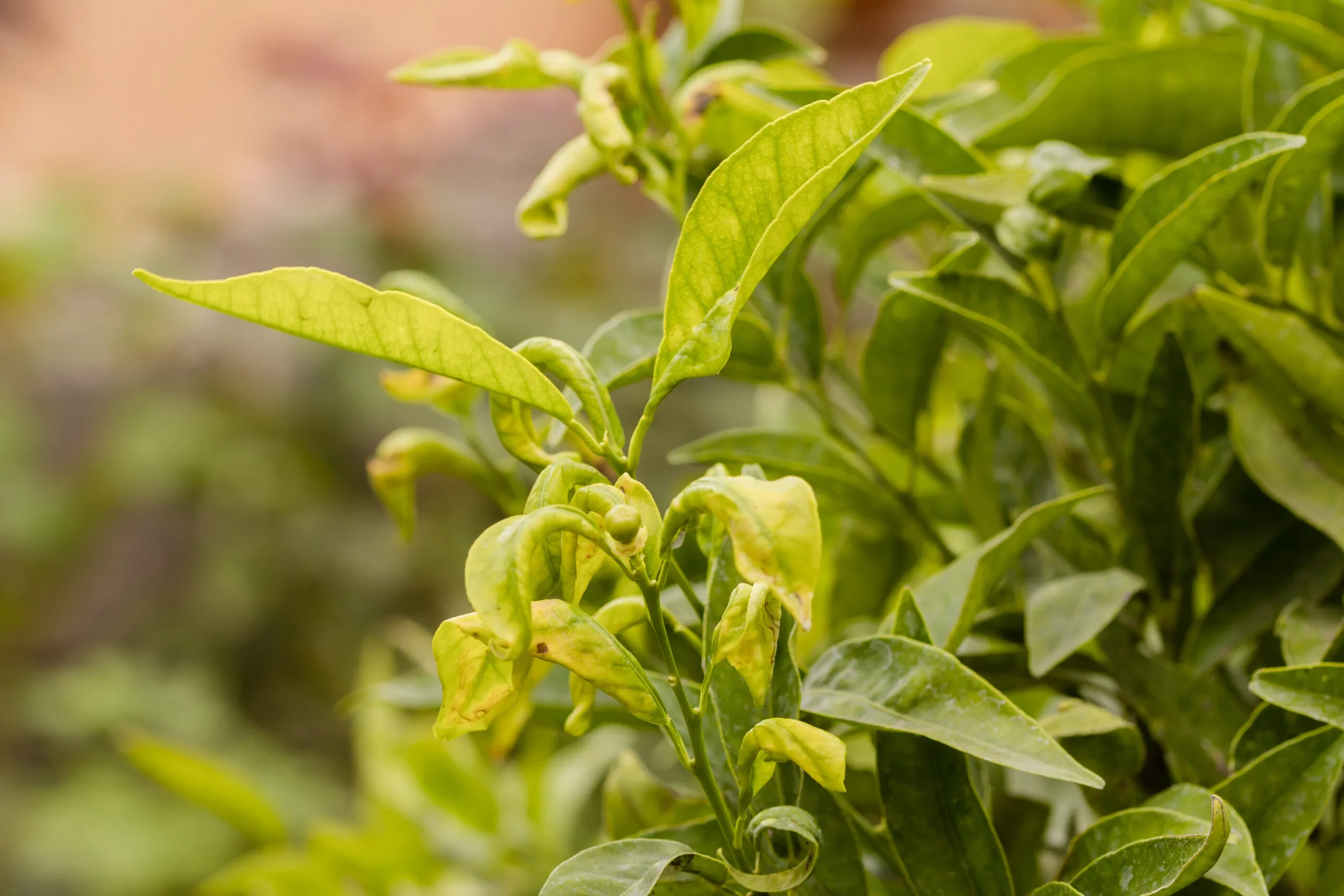 Citrus leaf curl: How to fix curling leaves