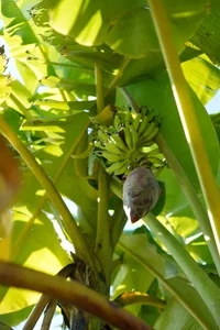 How to grow banana plants for the tastiest fruit