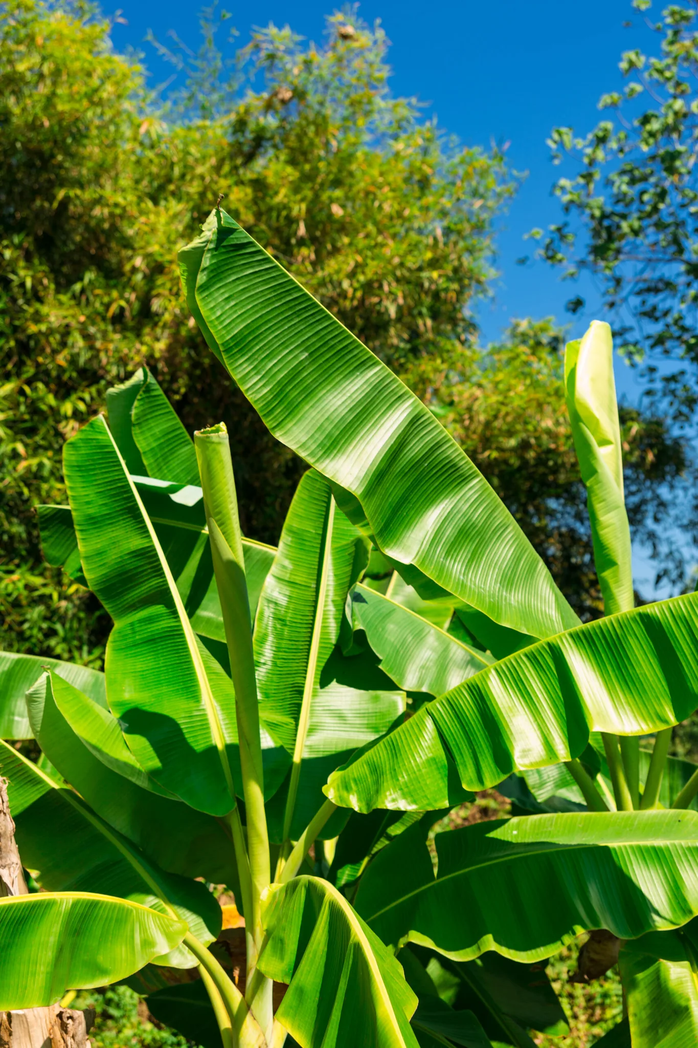 How to grow banana plants for the tastiest fruit