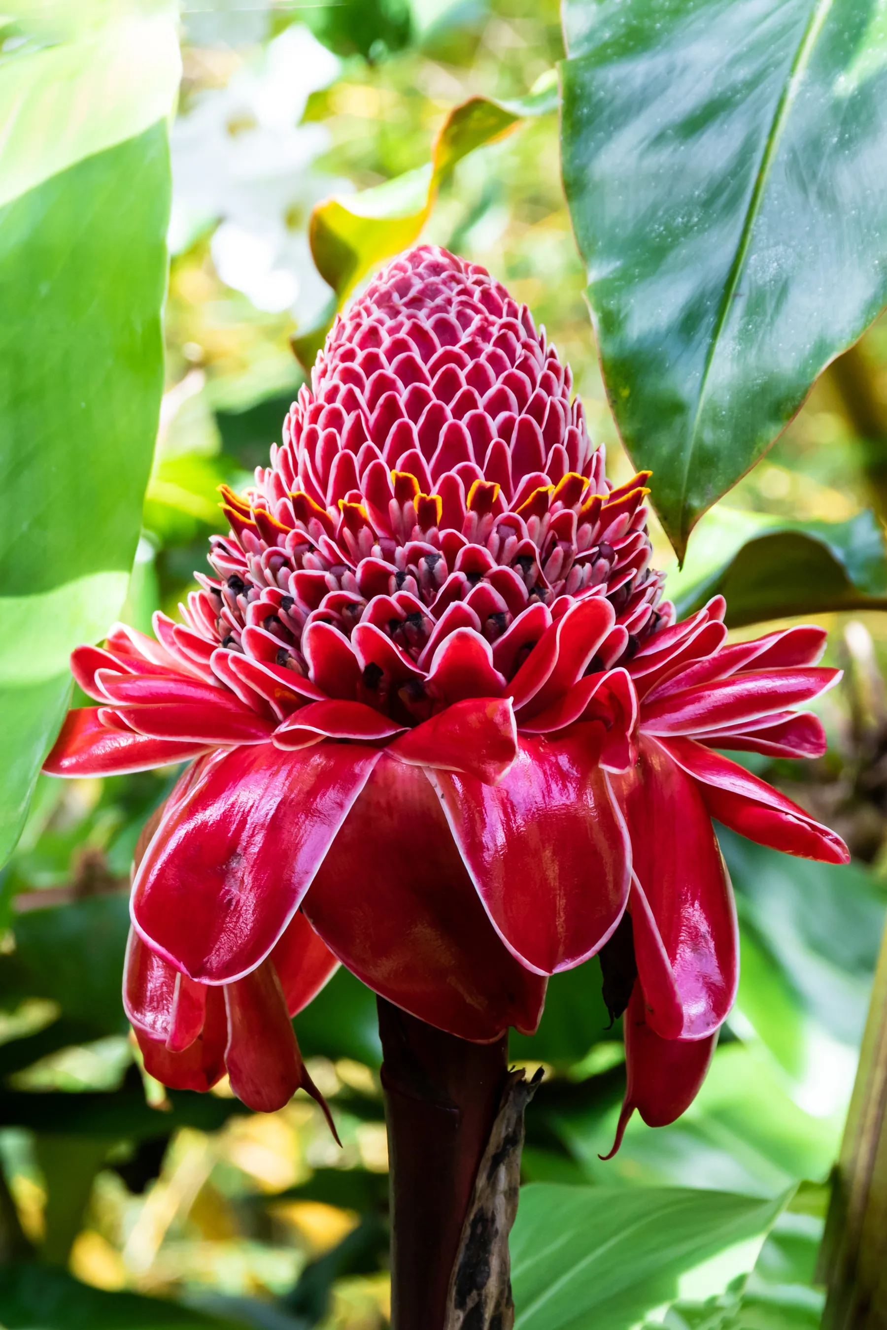 Flowering ginger: 5 varieties you need in your garden | Better Homes ...