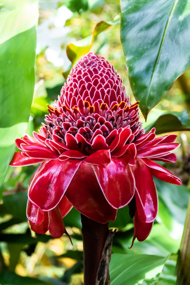 Flowering ginger: 5 varieties you need in your garden | Better Homes ...