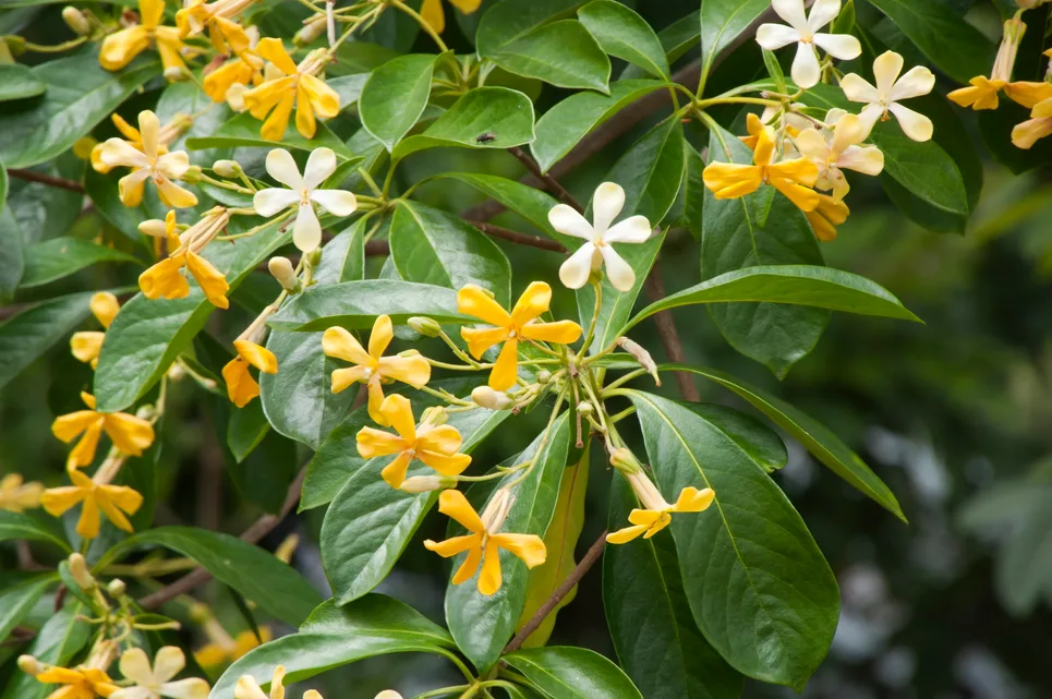 Australia has it's own native frangipani plant - Better Homes & Gardens ...