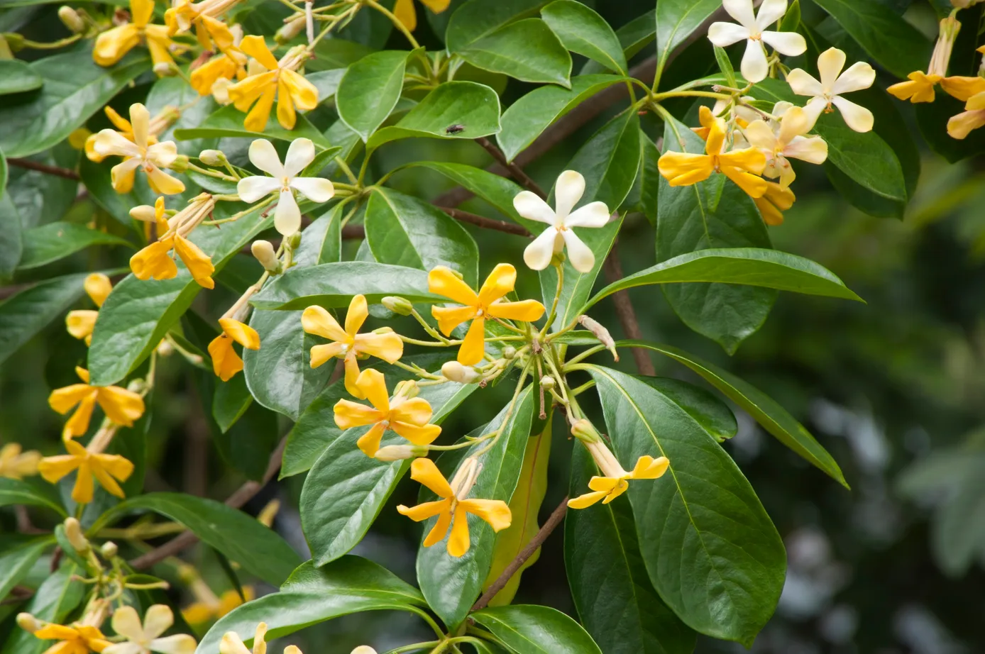 Australia has it's own native frangipani plant - Better Homes & Gardens ...