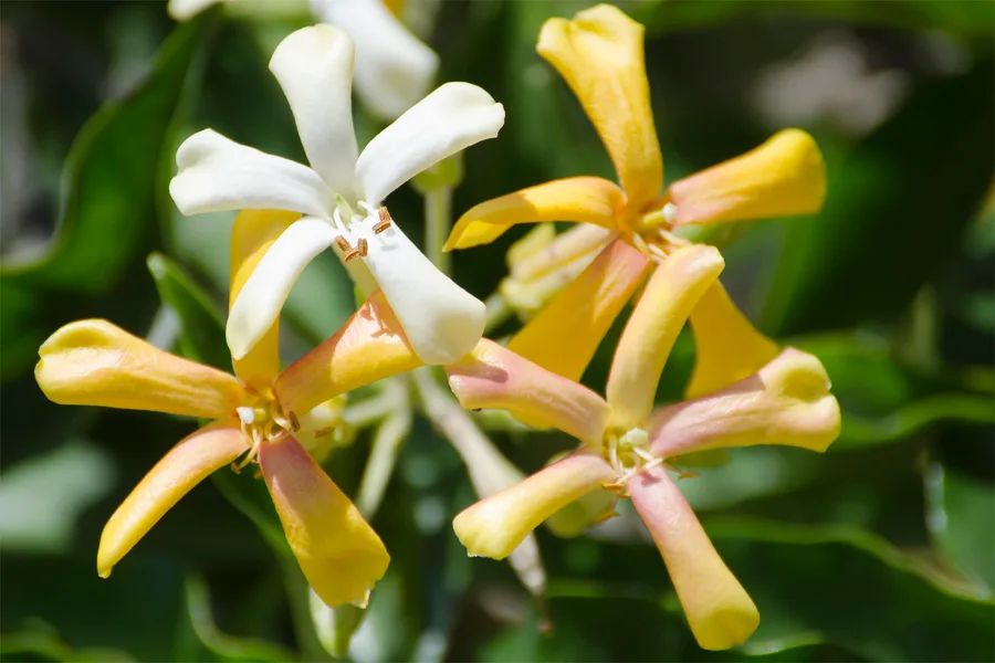 Australia has it's own native frangipani plant | Better Homes and Gardens