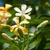 Australia has it's own native frangipani plant | Better Homes and Gardens