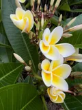 What is frangipani rust, and how does it affect your garden? - Better ...